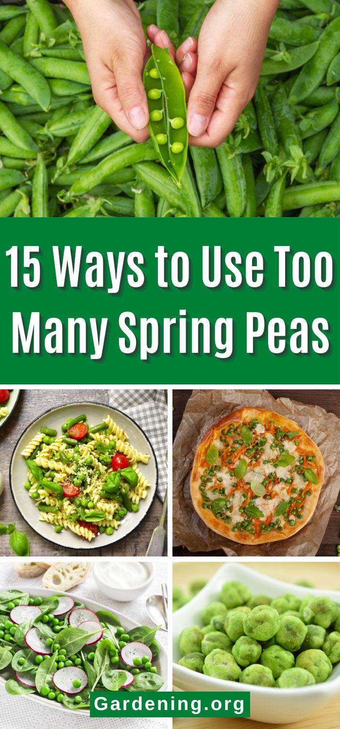 15 Ways to Use Too Many Spring Peas - Gardening