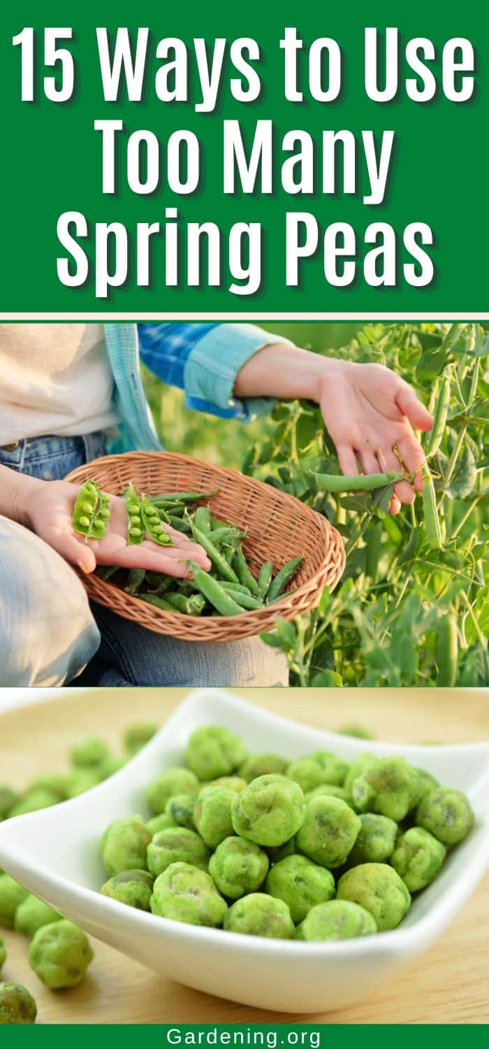 15 Ways to Use Too Many Spring Peas - Gardening