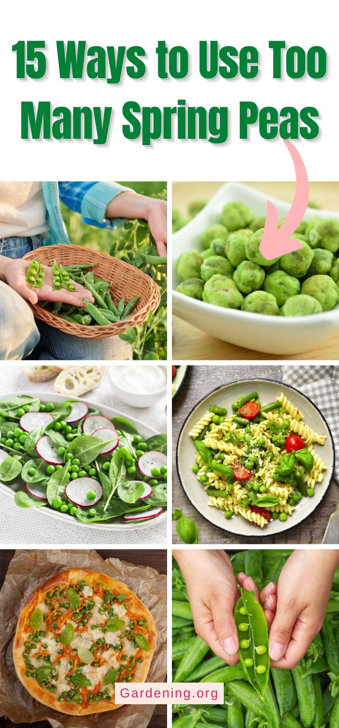 15 Ways to Use Too Many Spring Peas - Gardening