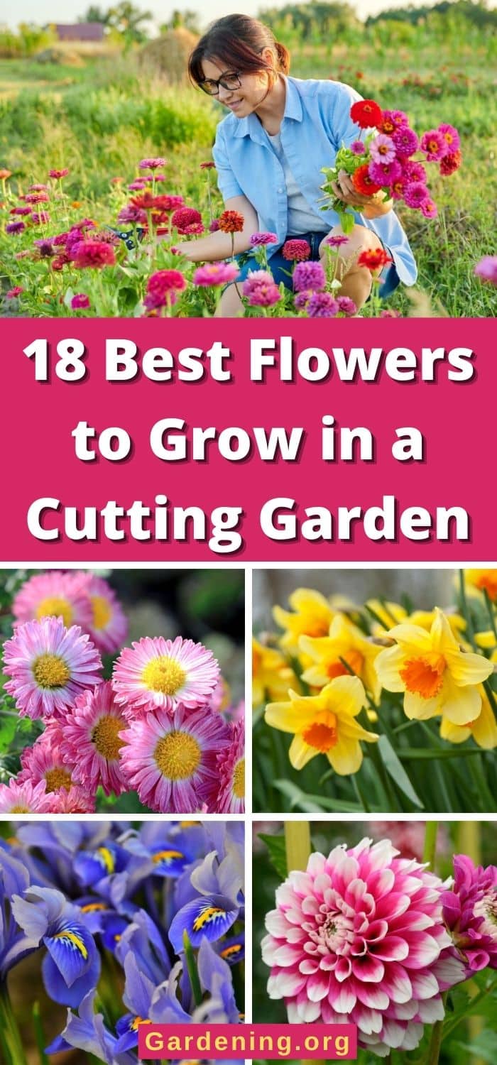 18 Best Flowers to Grow in a Cutting Garden - Gardening