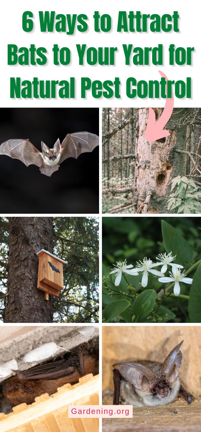 6 Ways to Attract Bats to Your Yard for Natural Pest Control