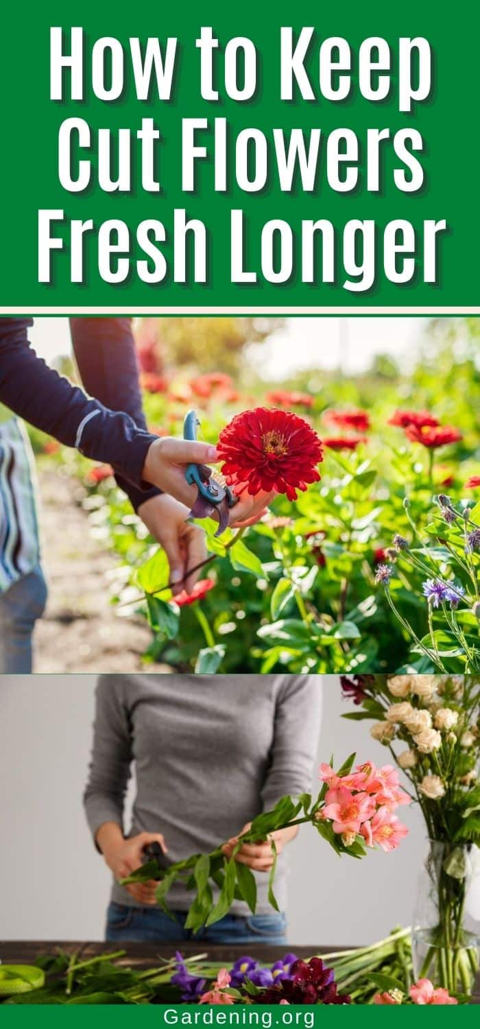 How to Keep Cut Flowers Fresh Longer - Gardening