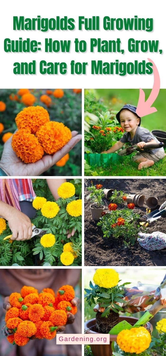 Marigold Growing Guide (Plant, Grow, and Care) - Gardening