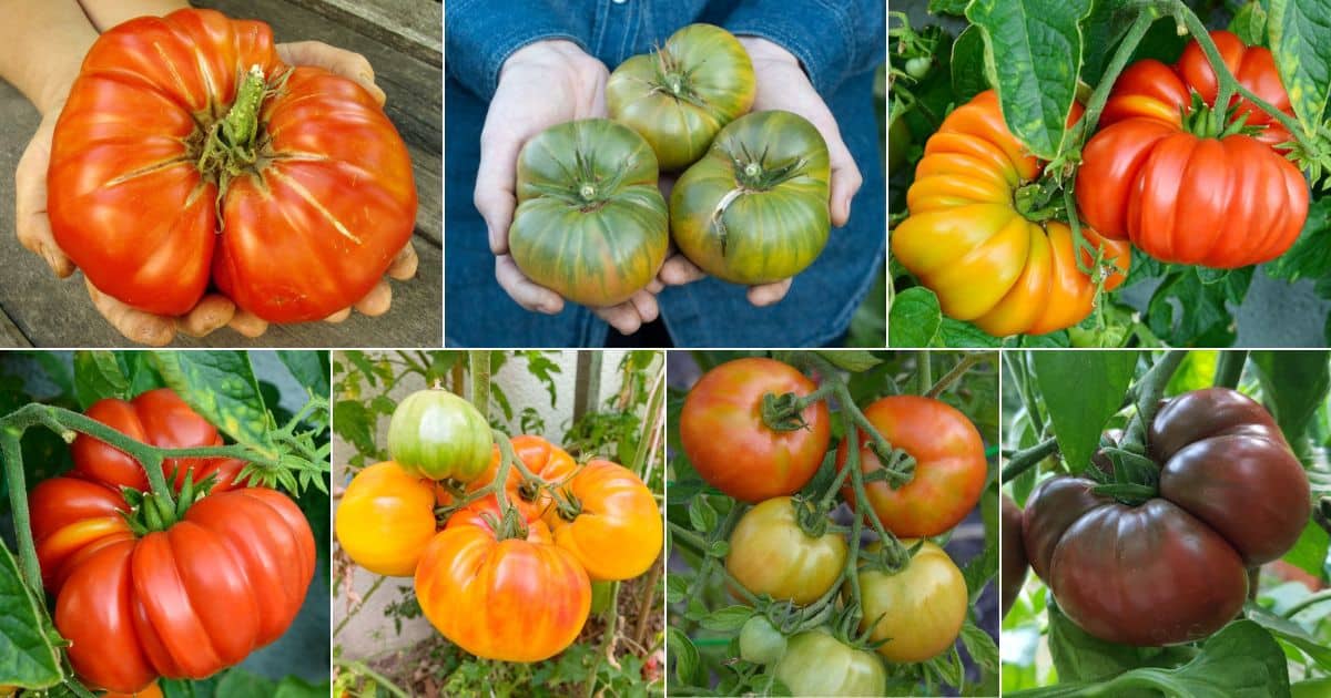 15 Best Slicing Tomatoes for Burgers, Sandwiches, and More - Gardening