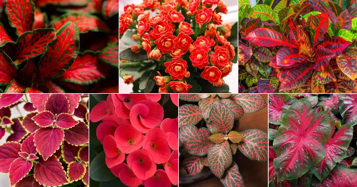 25 Red Houseplants to Fire Up Your Collection - Gardening