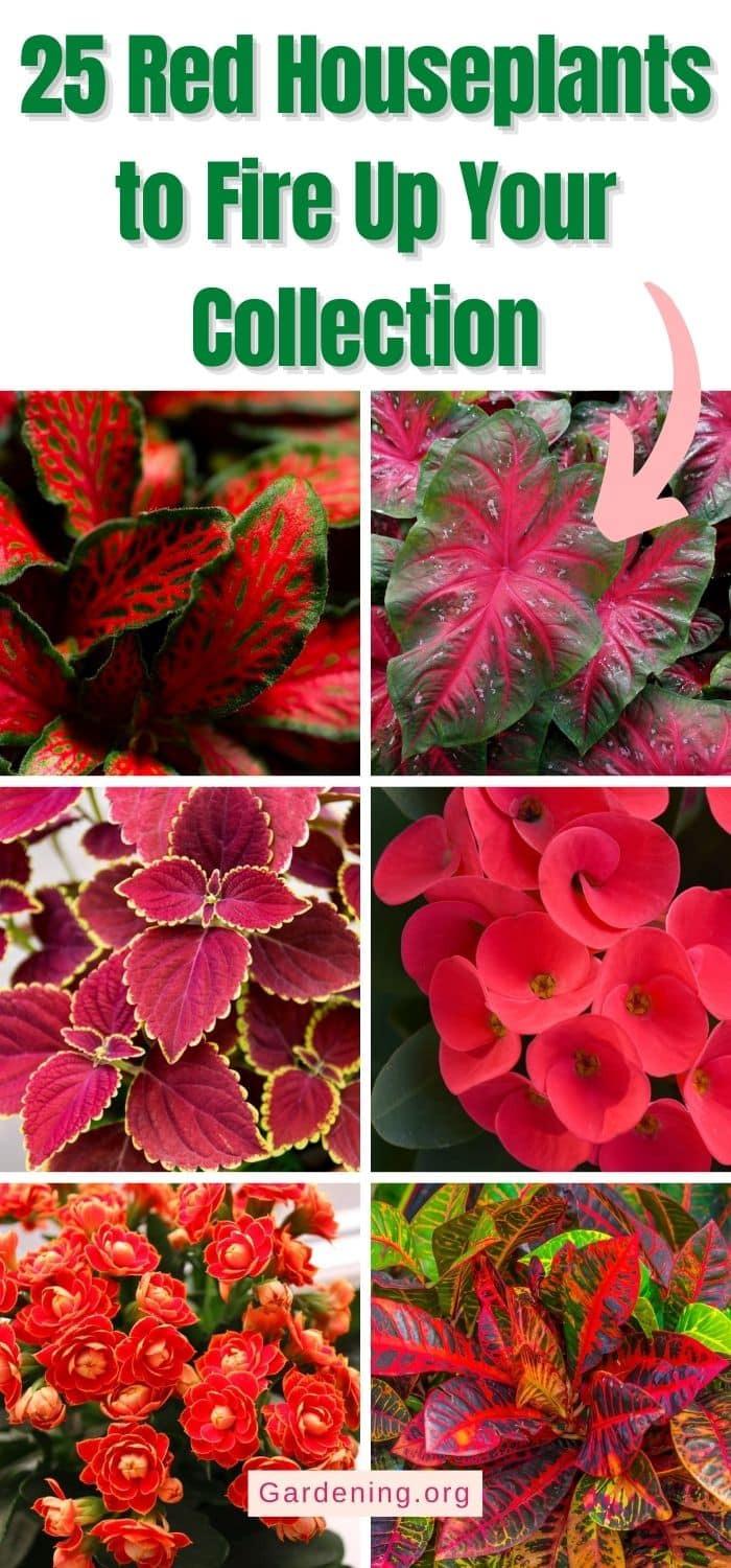 25 Red Houseplants to Fire Up Your Collection - Gardening
