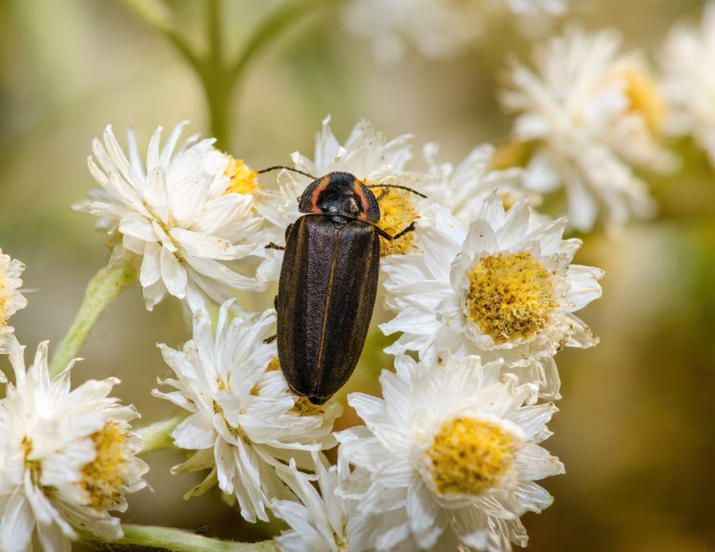 7 Ways to Attract Fireflies to Your Yard - Gardening