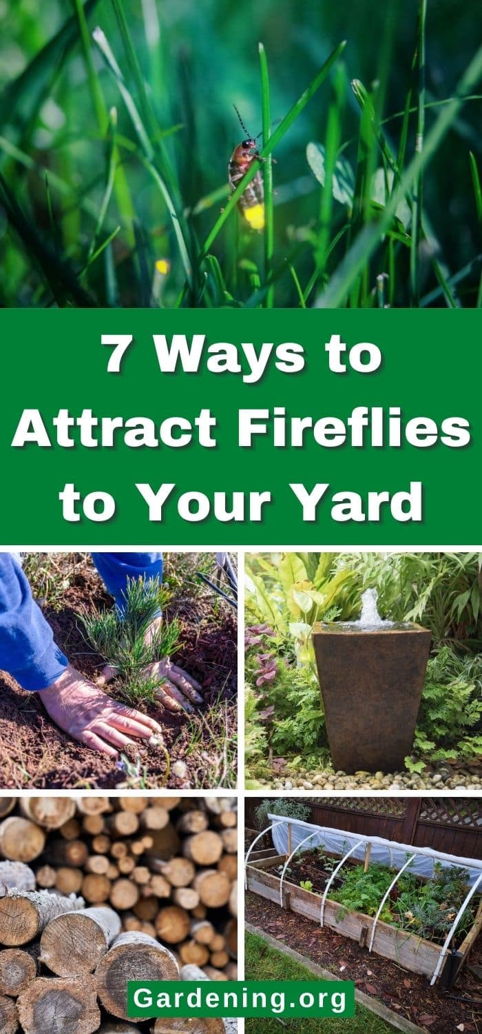 7 Ways to Attract Fireflies to Your Yard - Gardening