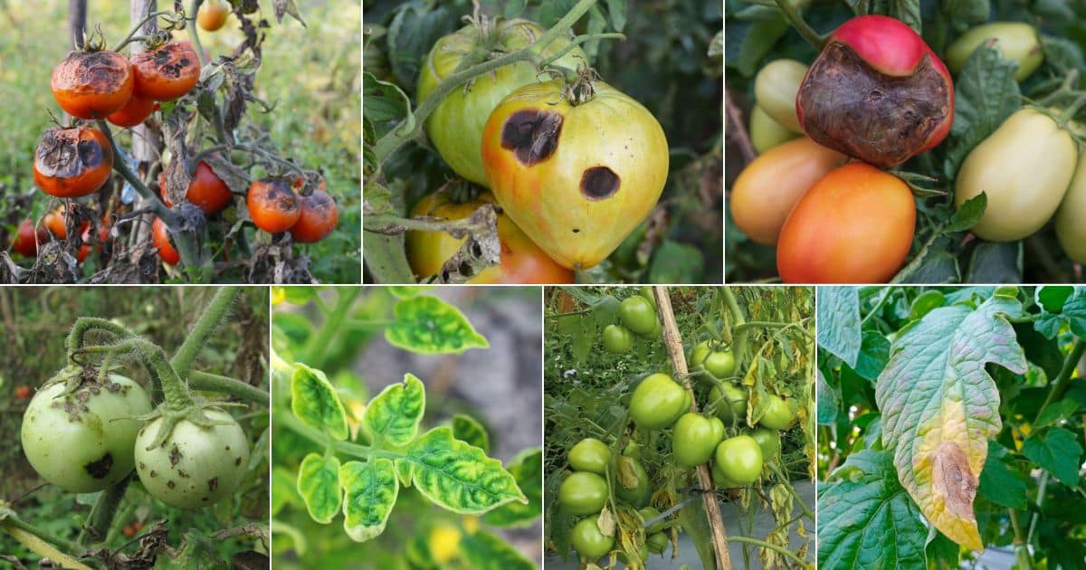Epp7625 Common Diseases Of Tomatoes Part I Diseases