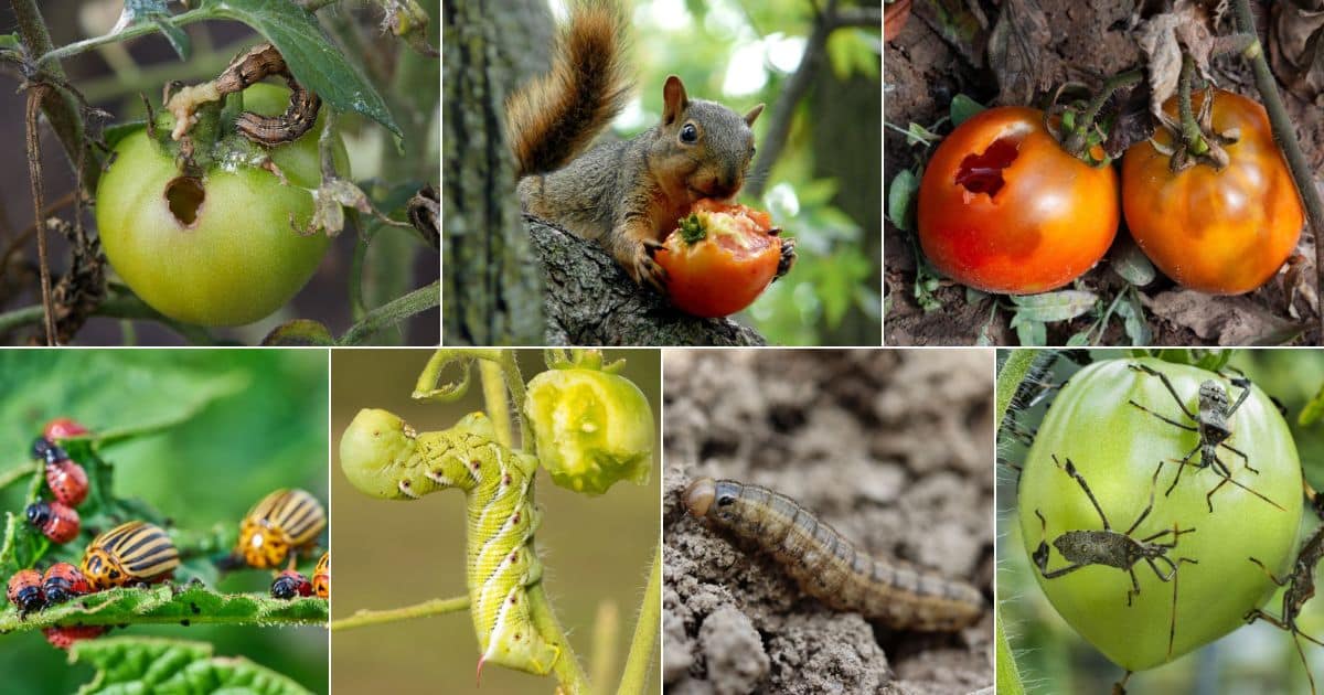 Common Tomato Plant Pests