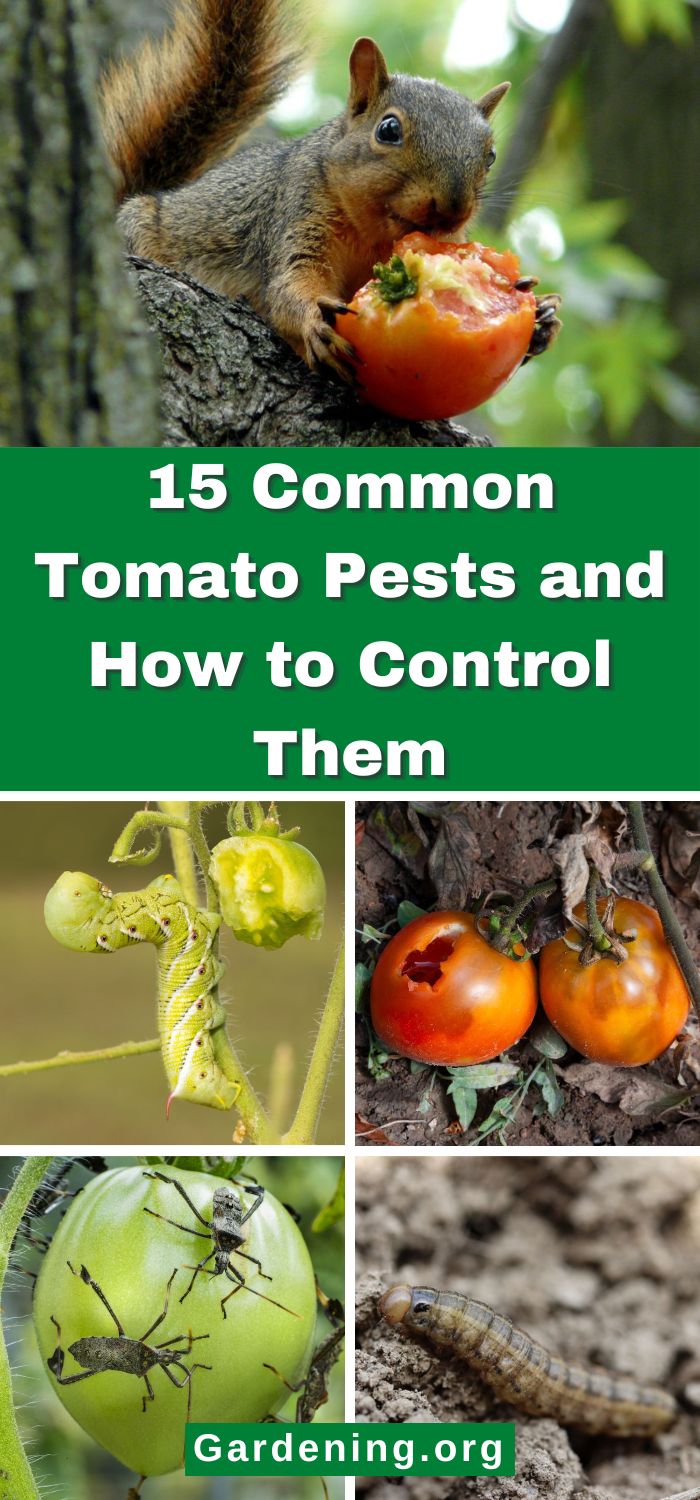 15 Common Tomato Pests and How to Control Them - Gardening