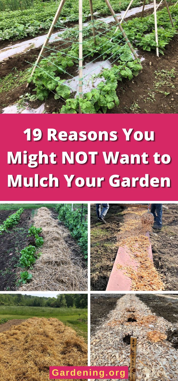 19 Reasons You Might NOT Want to Mulch Your Garden