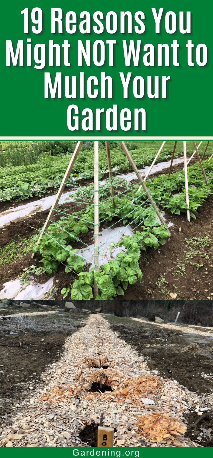 19 Reasons You Might NOT Want to Mulch Your Garden