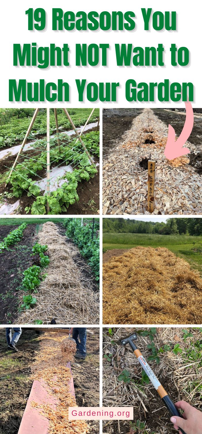19 Reasons You Might NOT Want to Mulch Your Garden