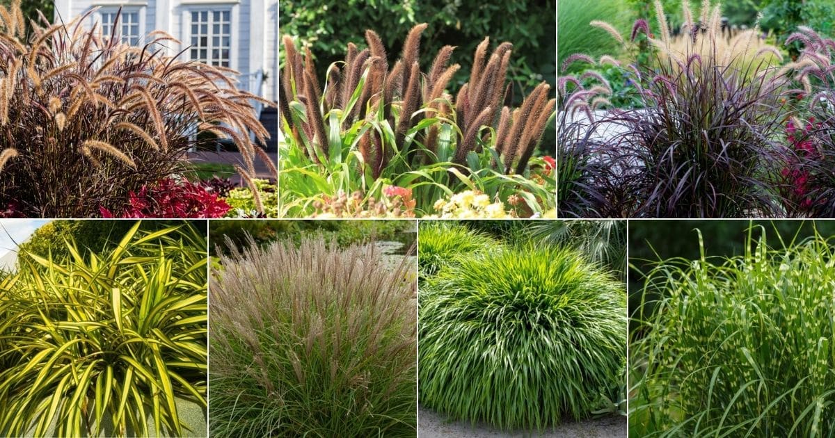 Ornamental Grasses, Sedges and Rushes: A Definitive Guide - Gardening