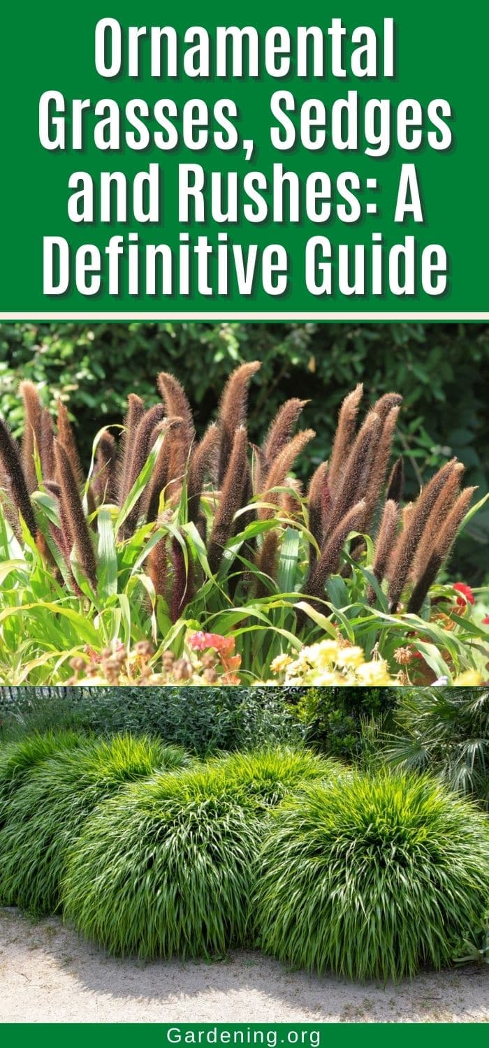 Ornamental Grasses, Sedges and Rushes: A Definitive Guide - Gardening