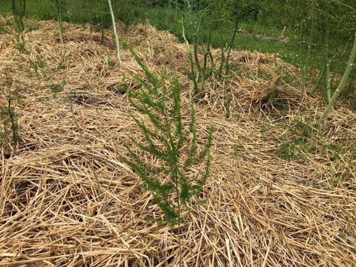 19 Reasons You Might NOT Want to Mulch Your Garden