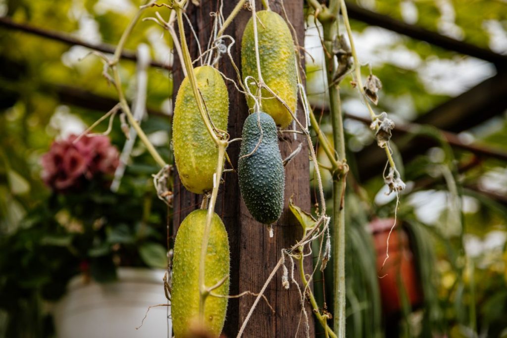 10 Ways to Use Overripe Cucumbers - Gardening