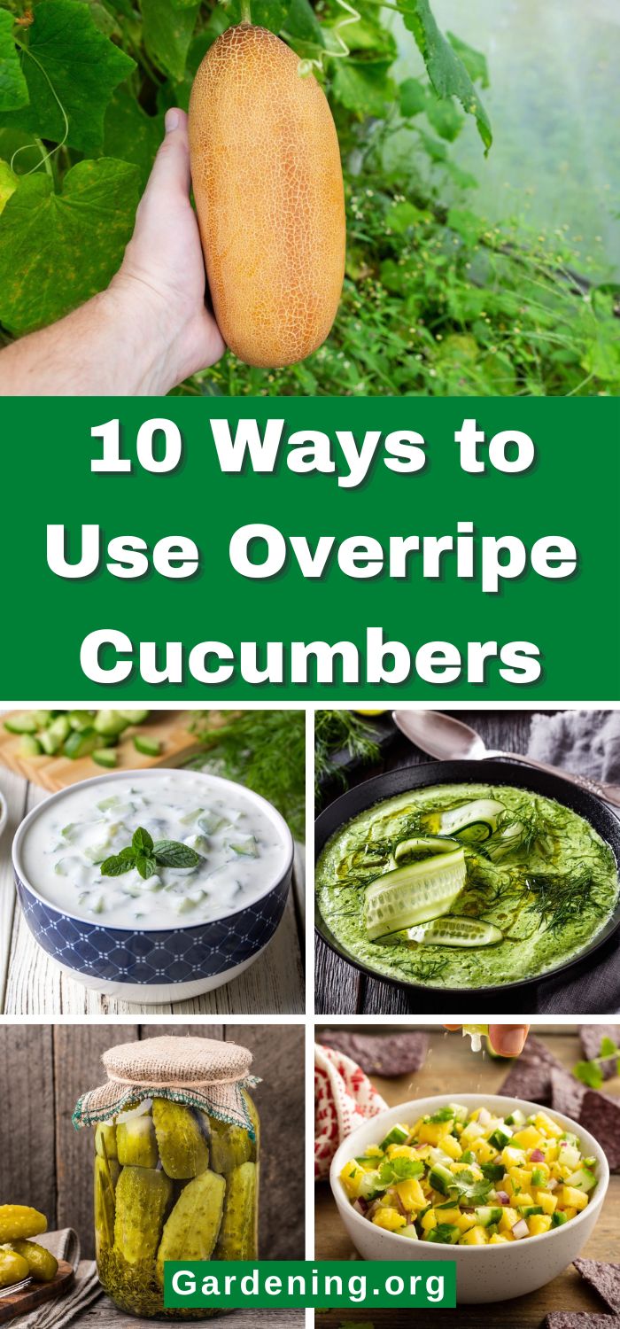 10 Ways to Use Overripe Cucumbers - Gardening