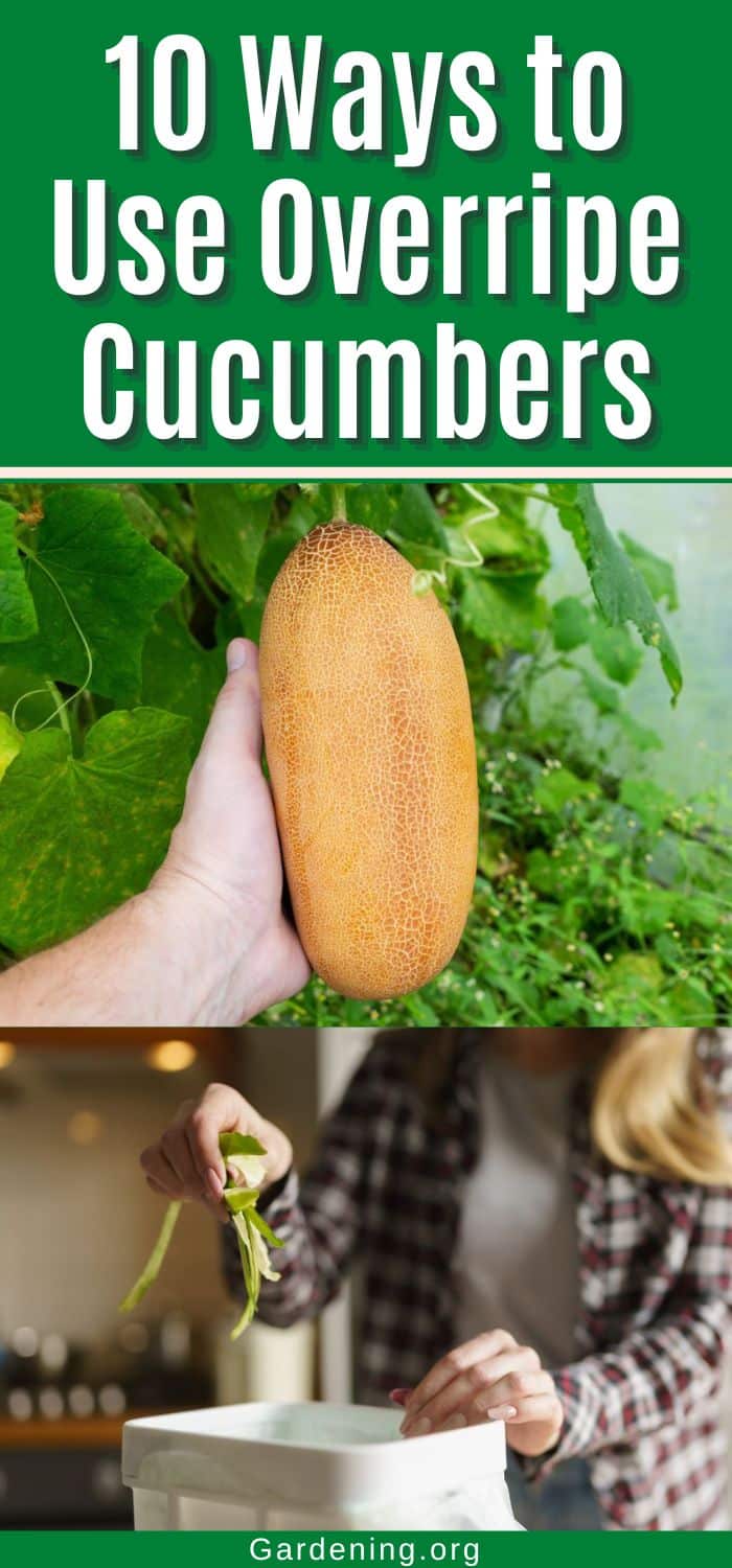 10 Ways to Use Overripe Cucumbers - Gardening