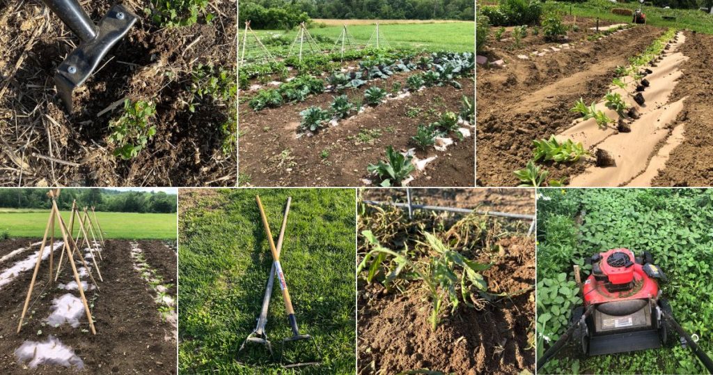 17 Tips to Make Weeding Faster, Easier, and More Effective - Gardening
