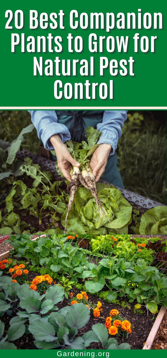 20 Best Companion Plants to Grow for Natural Pest Control - Gardening