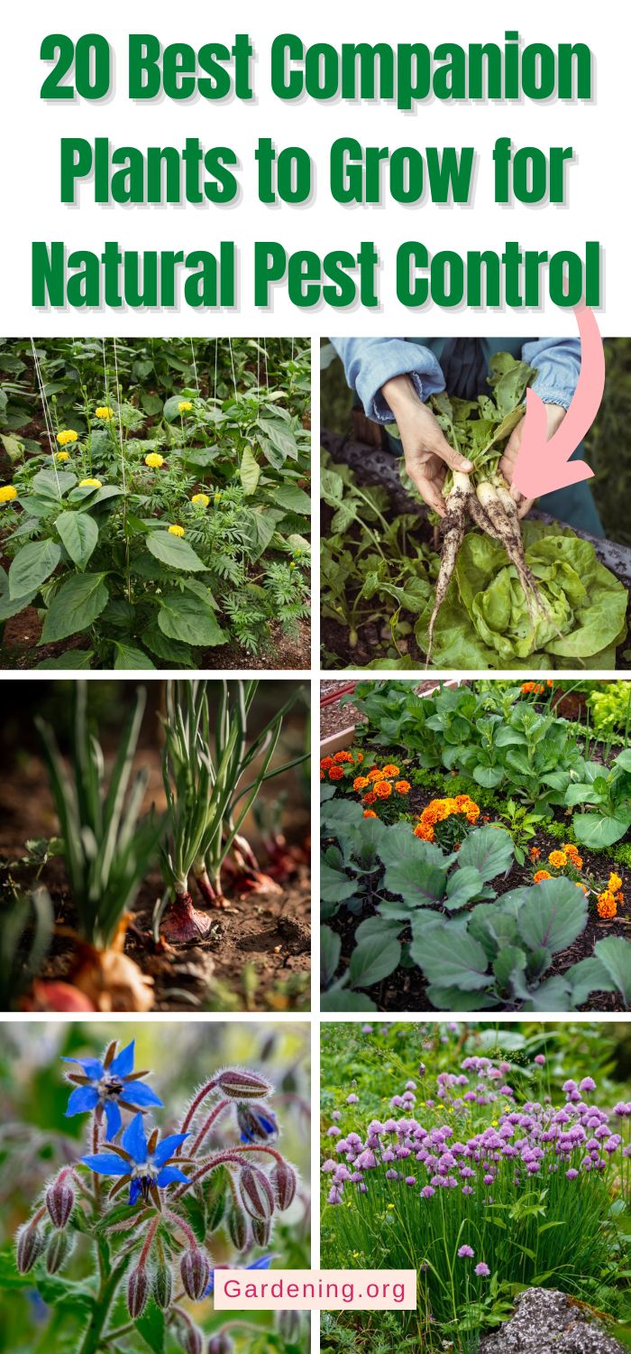 20 Best Companion Plants to Grow for Natural Pest Control - Gardening