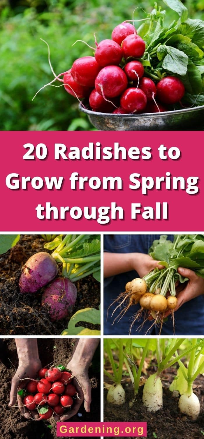 20 Radishes to Grow from Spring through Fall - Gardening