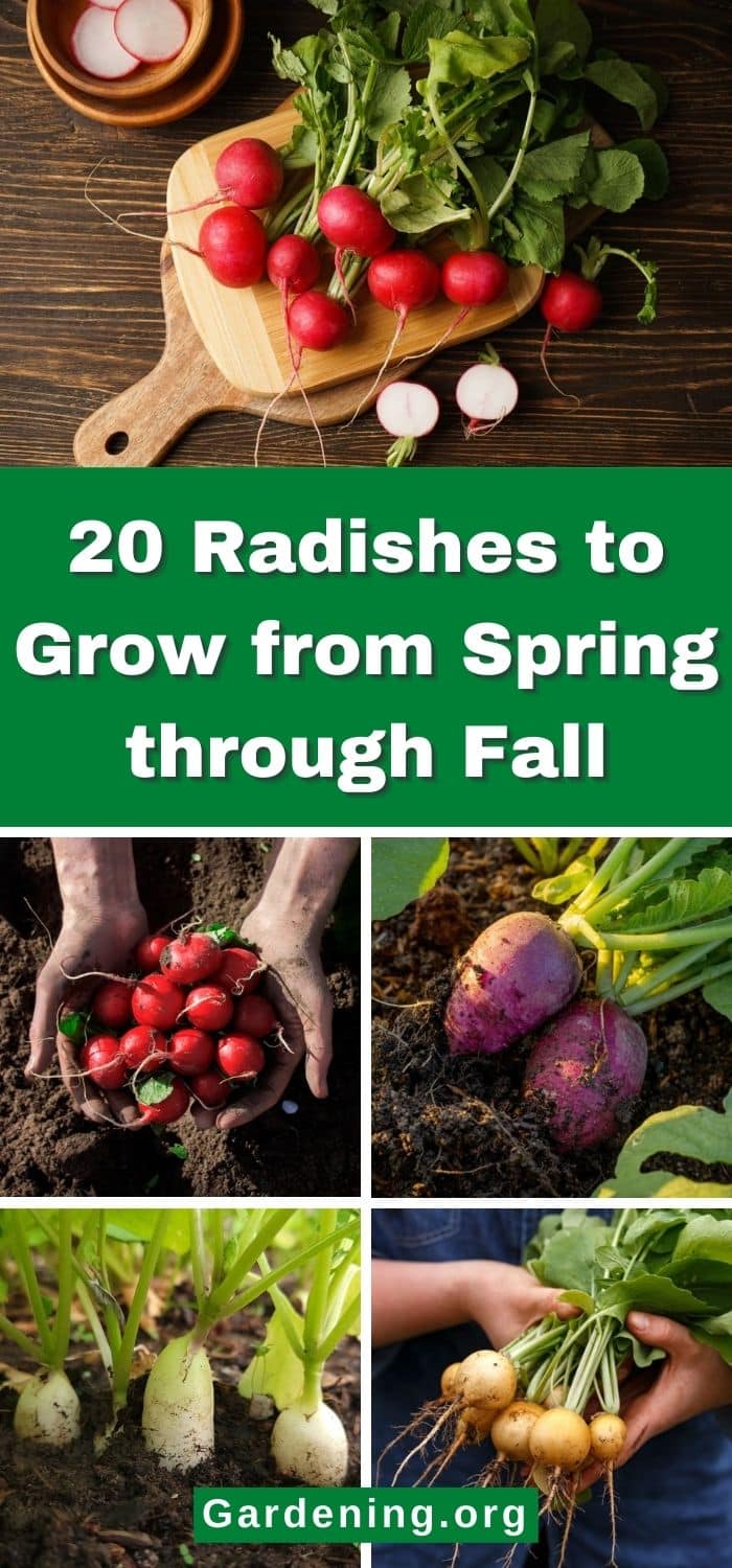 20 Radishes to Grow from Spring through Fall - Gardening
