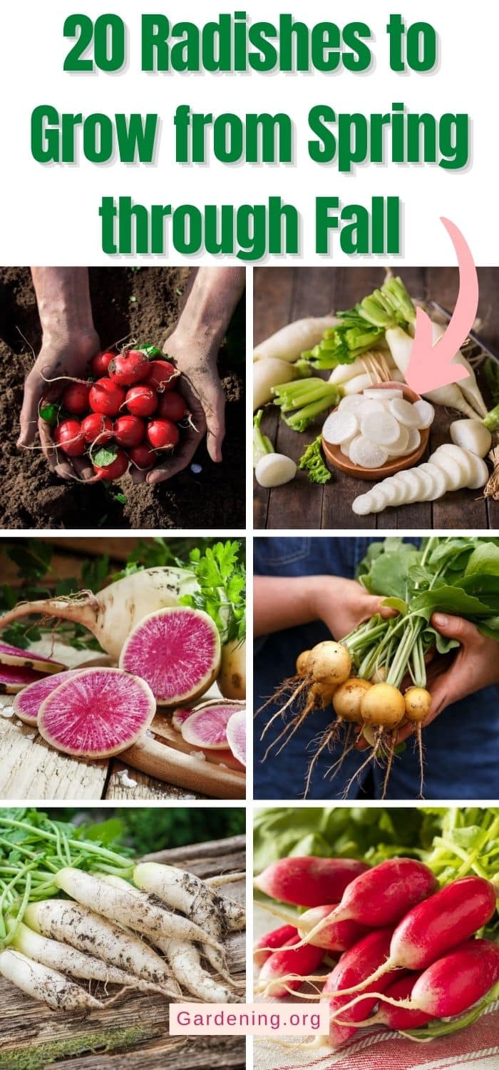 20 Radishes to Grow from Spring through Fall - Gardening