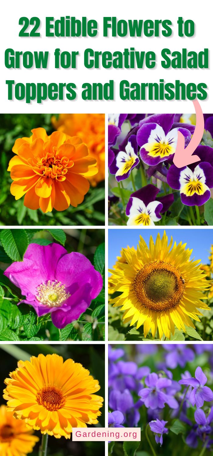 22 Edible Flowers to Grow for Salads and Garnishes - Gardening