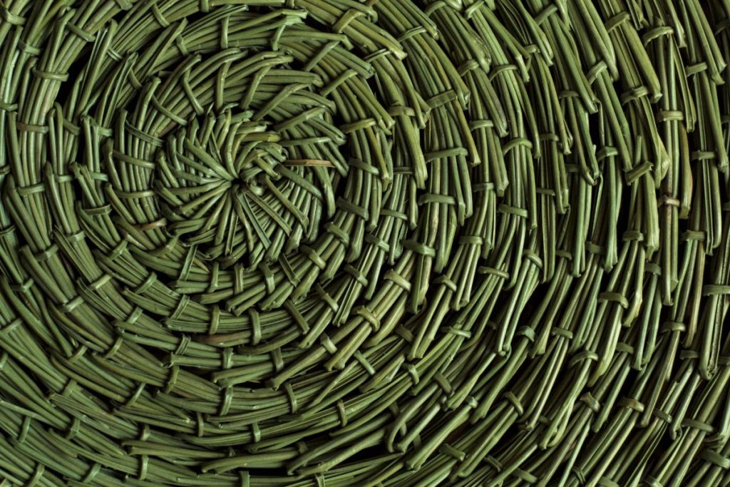 15 Plants and Vines to Forage for Basket Weaving - Gardening