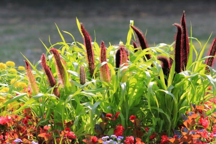 Thrillers, Fillers and Spillers: 30 Best Plants to Grow in Containers ...