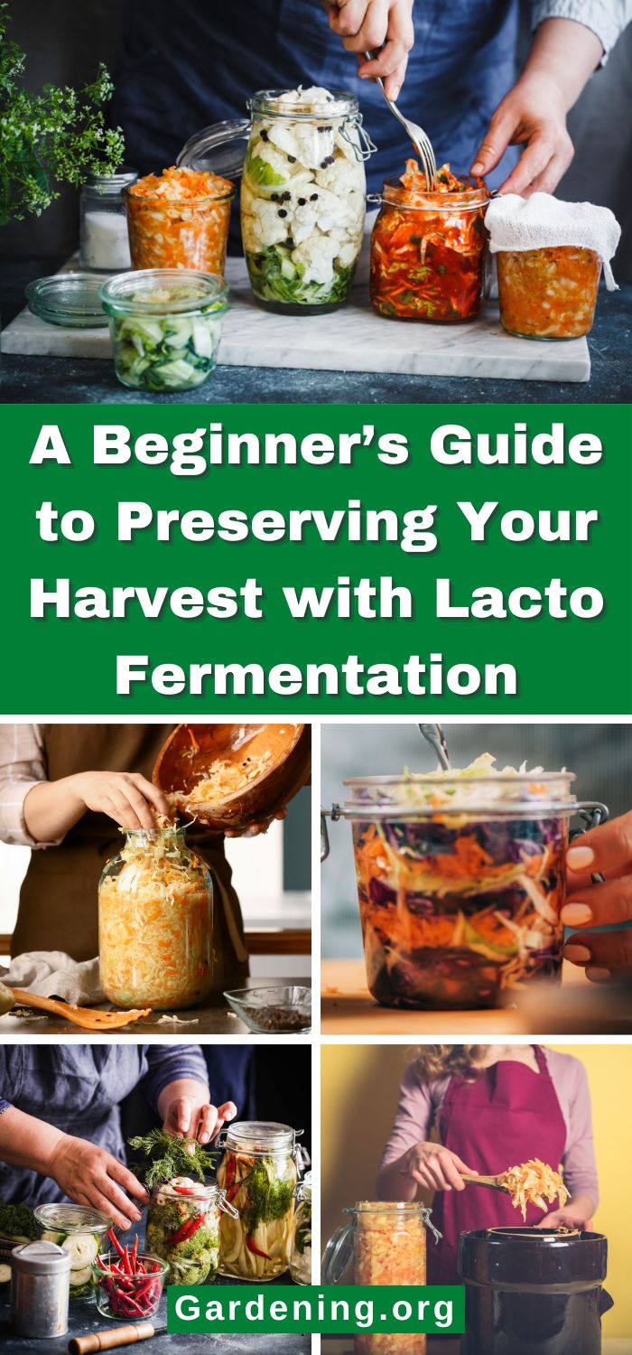 A Beginner’s Guide to Preserving Your Harvest with Lacto Fermentation ...
