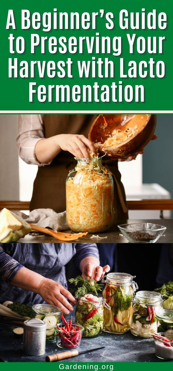 A Beginner’s Guide to Preserving Your Harvest with Lacto Fermentation ...