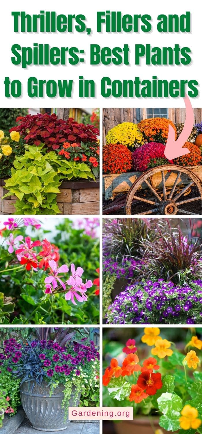 Thrillers, Fillers and Spillers: 30 Best Plants to Grow in Containers ...