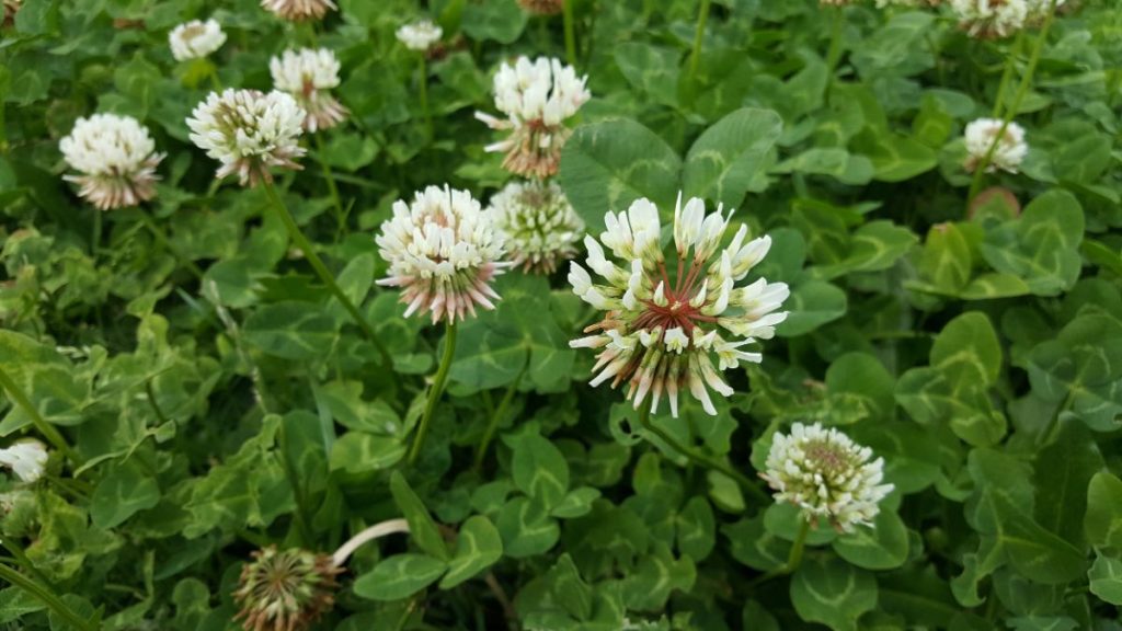 5 Types of Clover to Grow in Your Lawn - Gardening