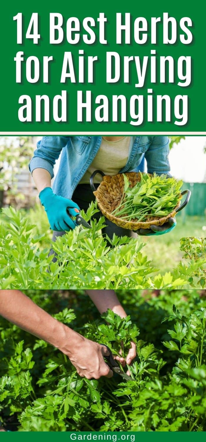 14 Best Herbs for Air Drying and Hanging - Gardening