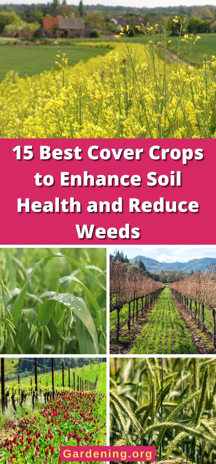 15 Best Cover Crops to Enhance Soil Health and Reduce Weeds - Gardening