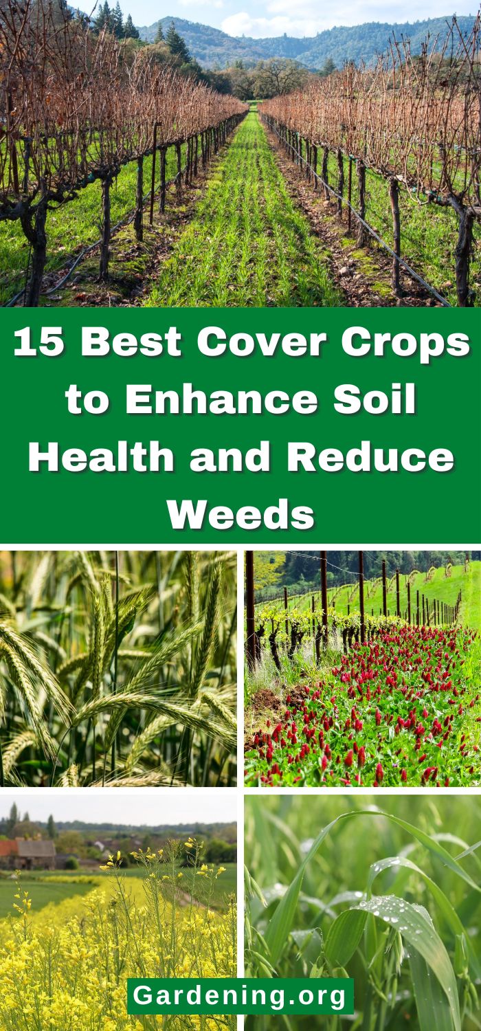 15 Best Cover Crops to Enhance Soil Health and Reduce Weeds - Gardening