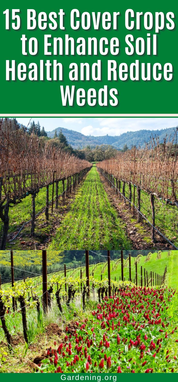 15 Best Cover Crops to Enhance Soil Health and Reduce Weeds - Gardening