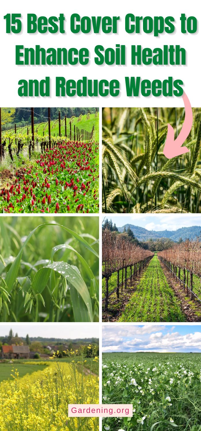 15 Best Cover Crops to Enhance Soil Health and Reduce Weeds - Gardening