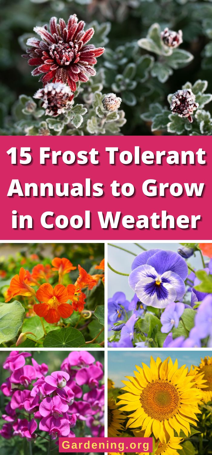 15 Cold and Frost Tolerant Annuals to Grow in Cool Weather - Gardening