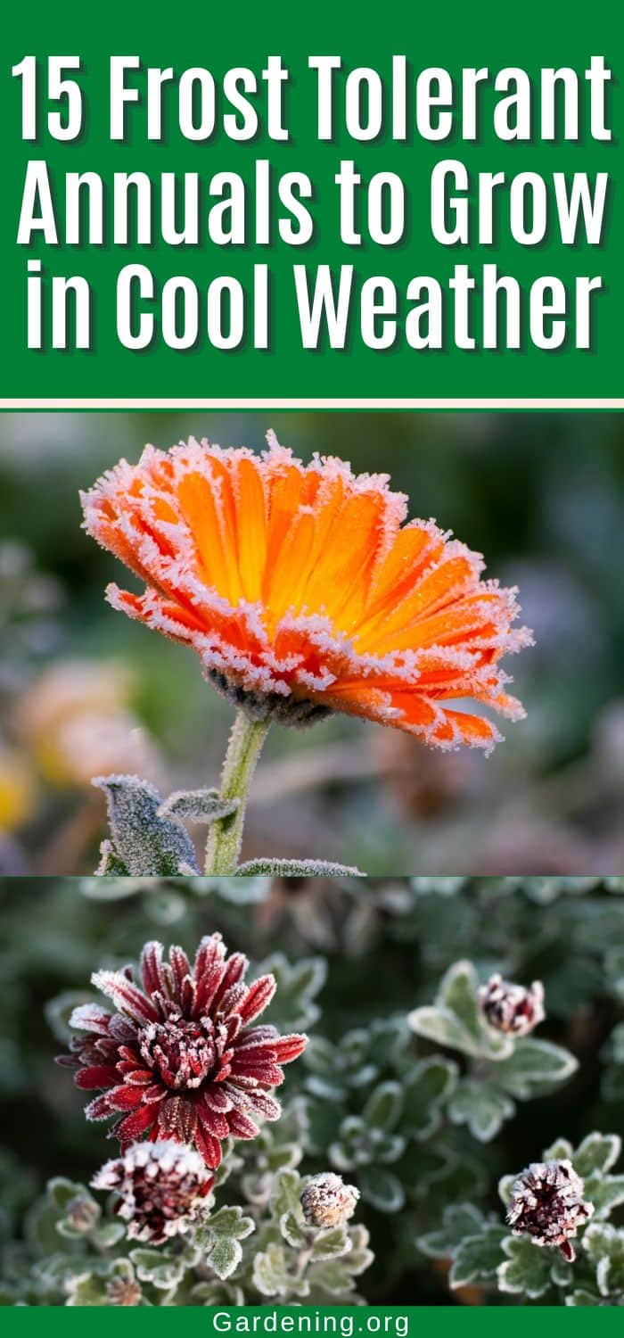 15 Cold and Frost Tolerant Annuals to Grow in Cool Weather - Gardening