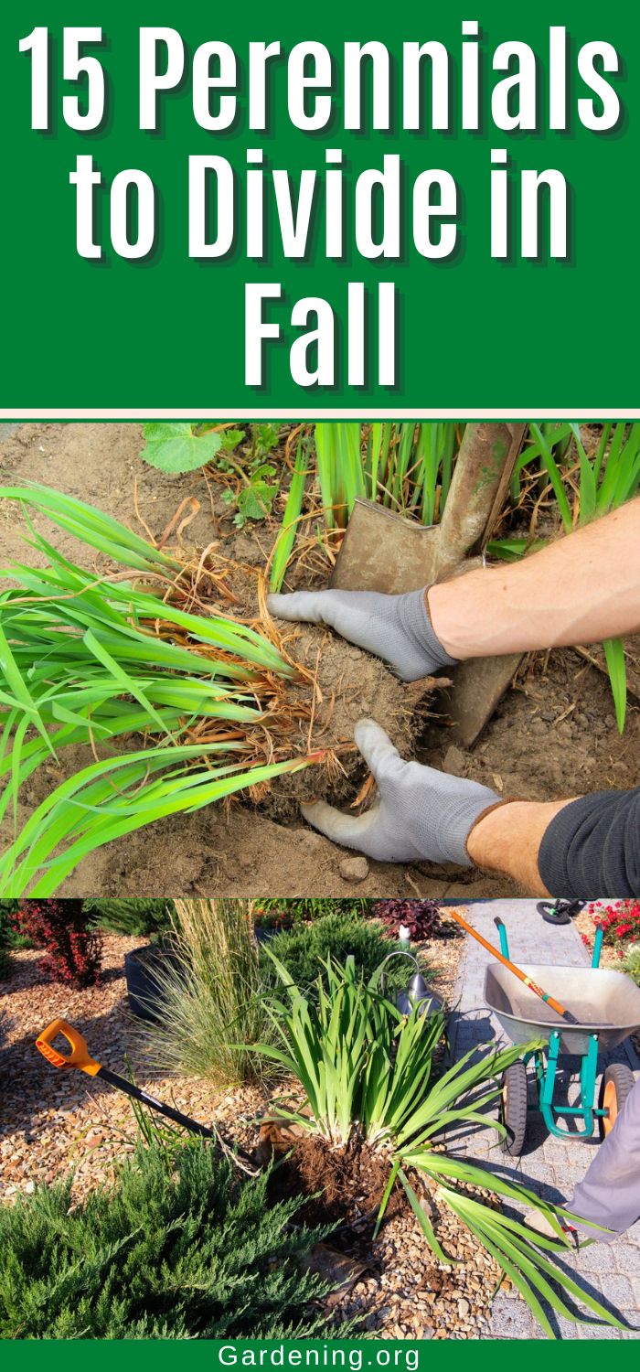 15 Perennials to Divide in Fall - Gardening