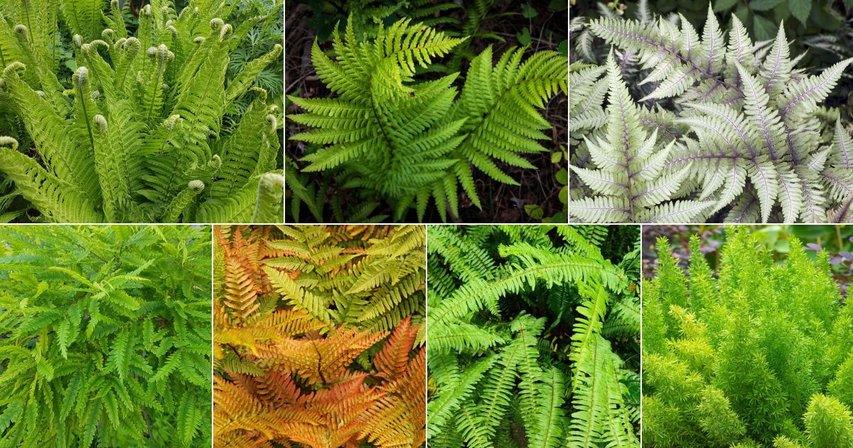15 Popular Ferns to Grow Outdoors - Gardening