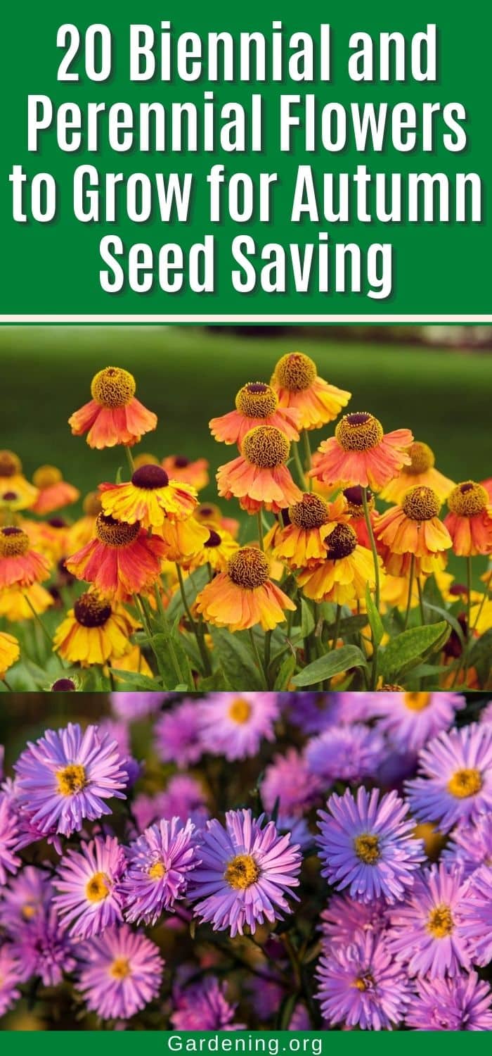 20 Biennial and Perennial Flowers to Grow for Autumn Seed Saving