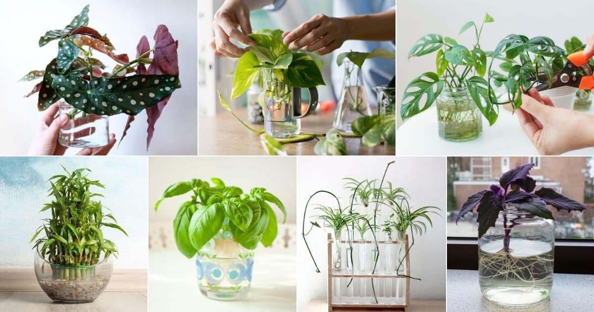 33 Best Plants That Grow in Water Indoors