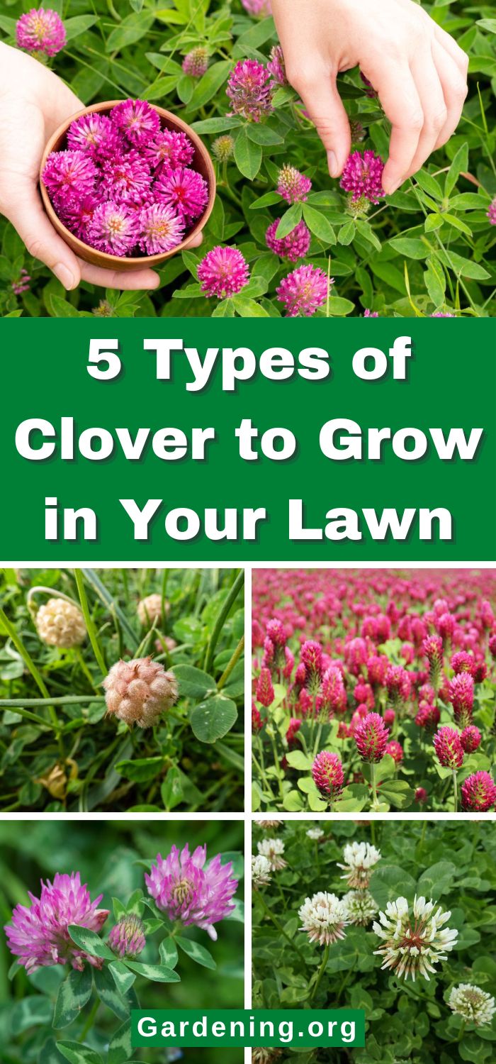 5 Types of Clover to Grow in Your Lawn - Gardening