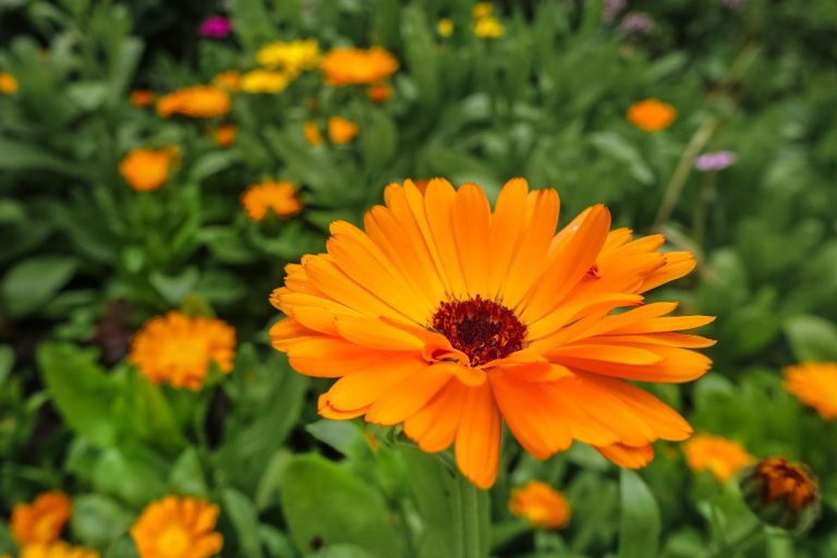 15 Cold and Frost Tolerant Annuals to Grow in Cool Weather - Gardening